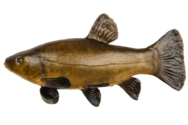 Tenca fotos de stock, imágenes de Tenca sin royalties | Depositphotos