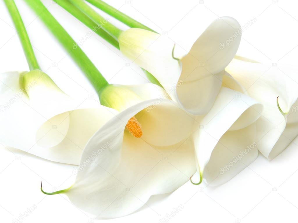 Calla lily — Stock Photo © MaxPayne #51533273