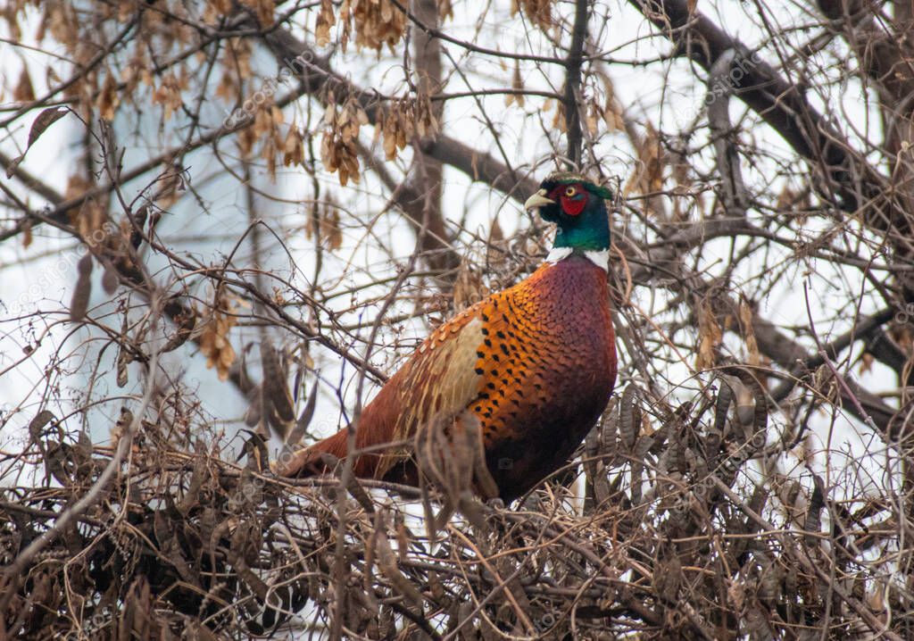Hermoso faisán. faisán en ramas. Divertido retrato de faisán. Pájaro ...
