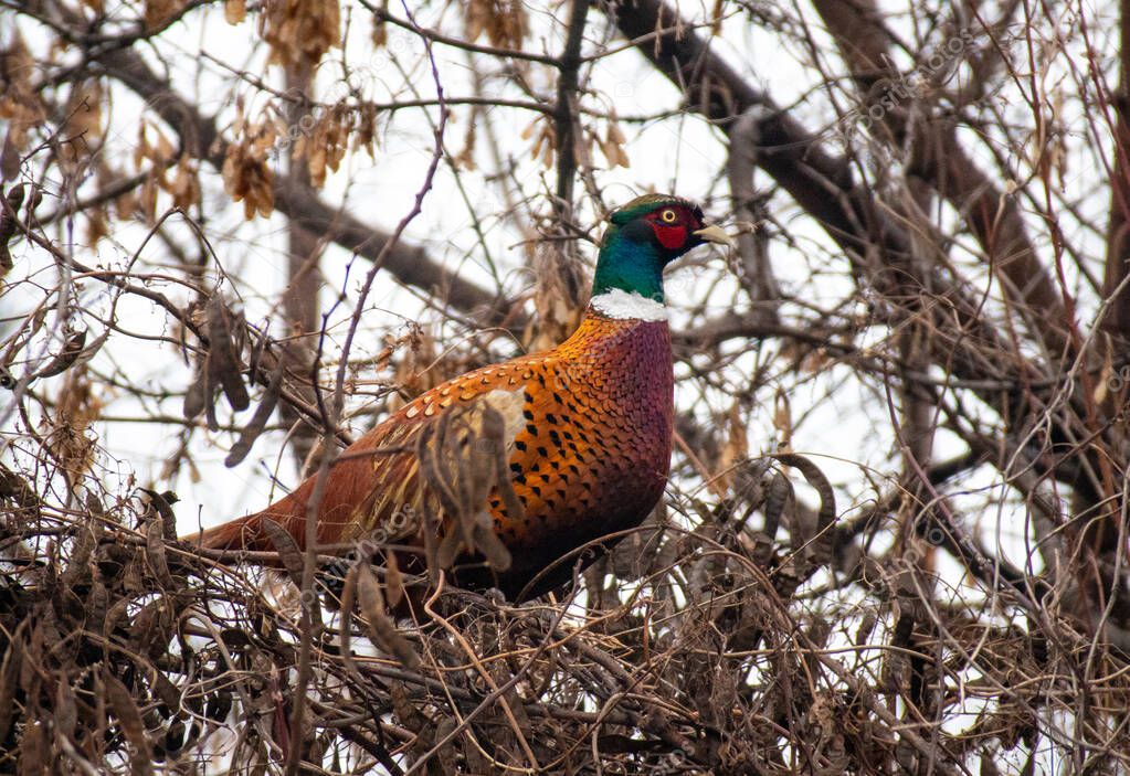 Hermoso fais n. fais n en ramas. Divertido retrato de fais n. P jaro ...