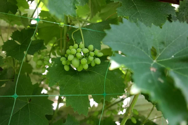 Las uvas crecen fotos de stock, imágenes de Las uvas crecen sin ...