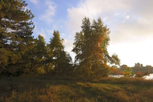 sunset in the forest. forest landscape with sunset. long shadows from ...