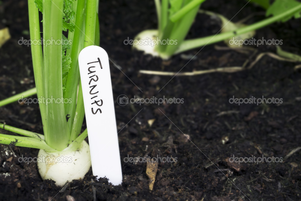 Turnips in the Garden Stock Photo by ©charlotteLake 49400835