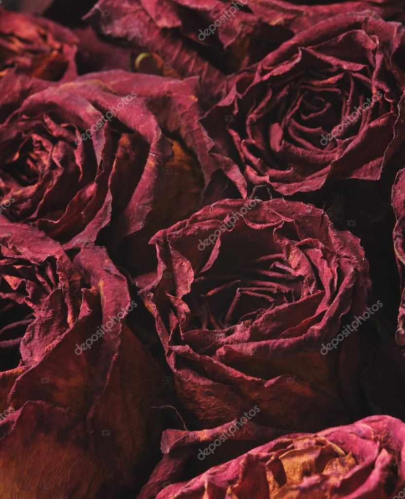 Dead roses. Background — Stock Photo © oracul #41866601