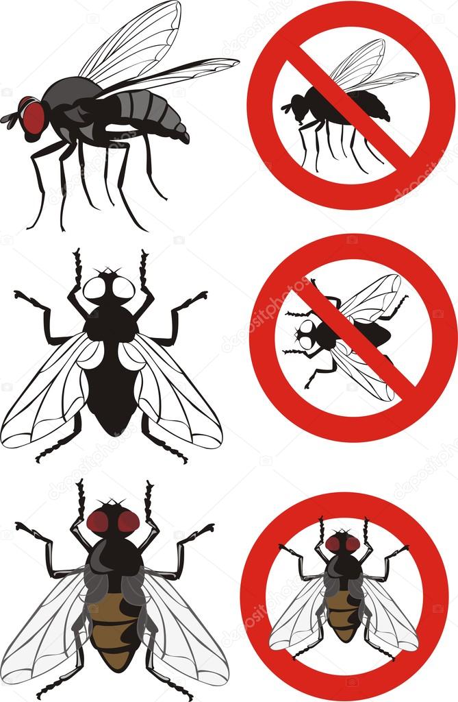 Housefly - warning signs Stock Vector by ©ciuciumama 19398881