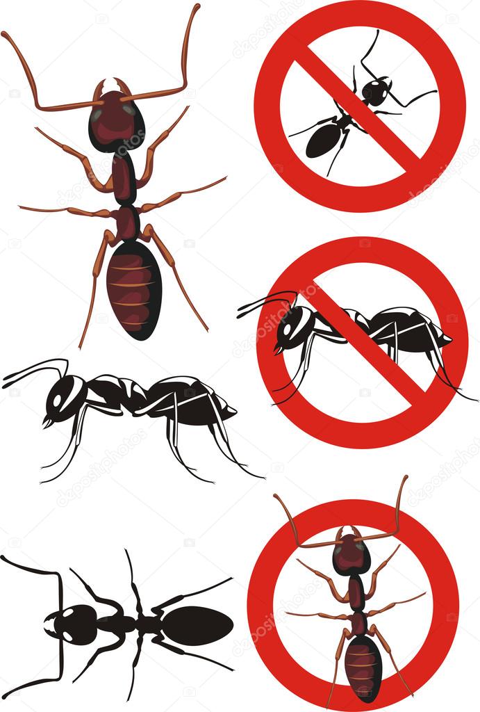 Ant - warning signs Stock Vector Image by ©ciuciumama #25100147