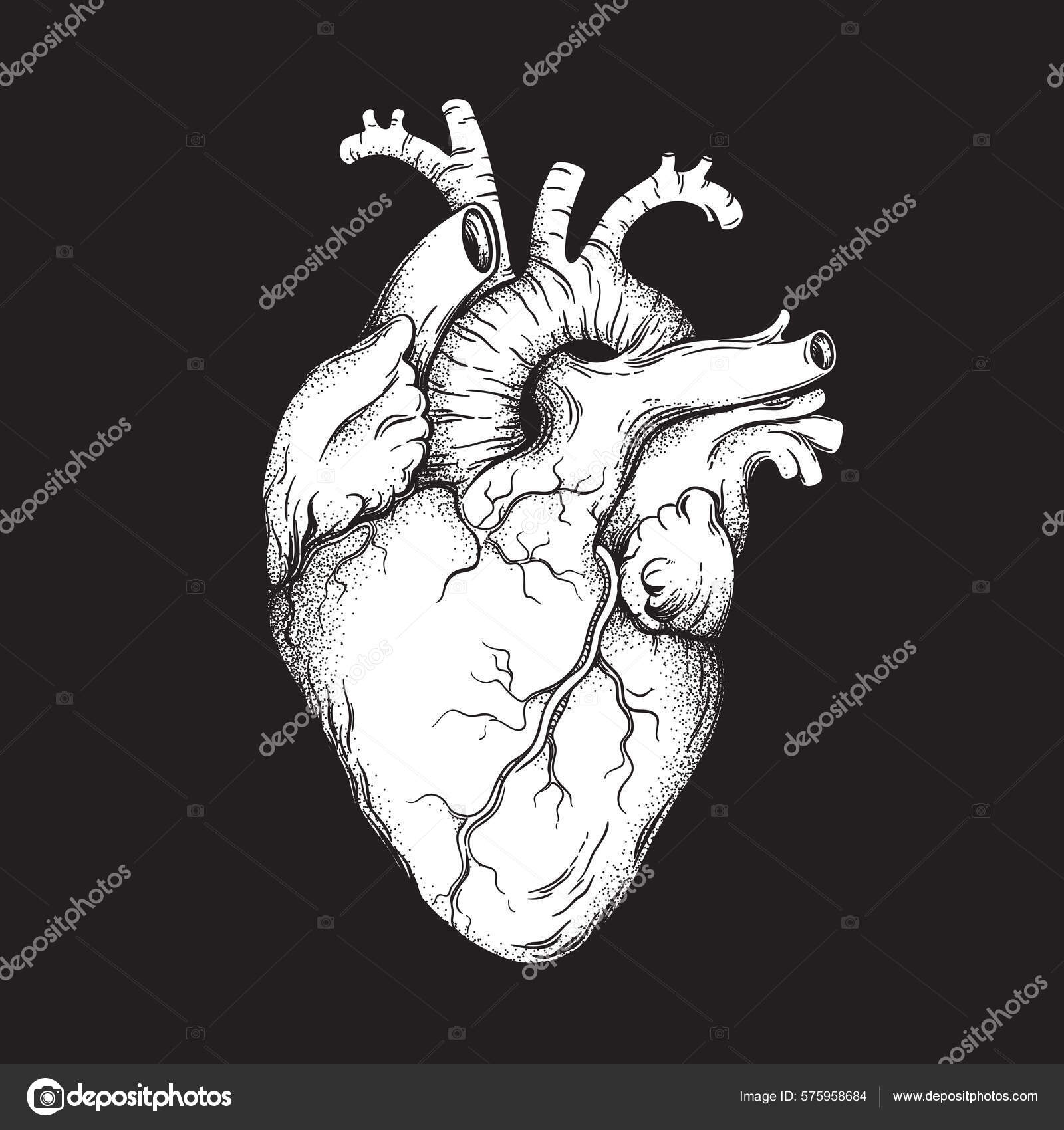 Anatomisk Hjerte Tatovering Tegning Stock Foto Af Hjerte, Anatomi,
