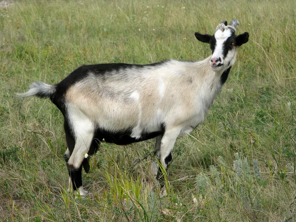 Clumping mac do goat Foto Stock, Clumping mac do goat Immagini ...