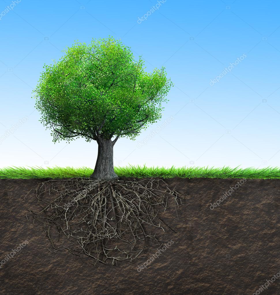 Tree with roots Stock Photo by ©varuna 50343811