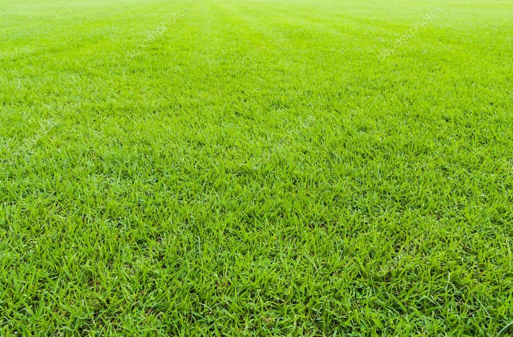 Grass Field Texture