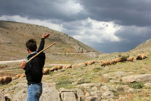 Shepherd - Stock Image - Everypixel