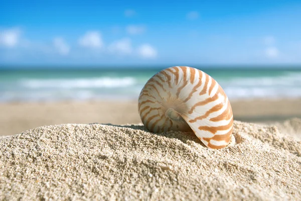 Nautilus shell with ocean , beach and seascape, shallow dof Stock Photo ...