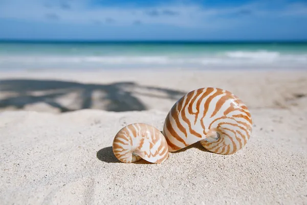 Nautilus shell on beach, sunrise and tropical sea Stock Photo by ...