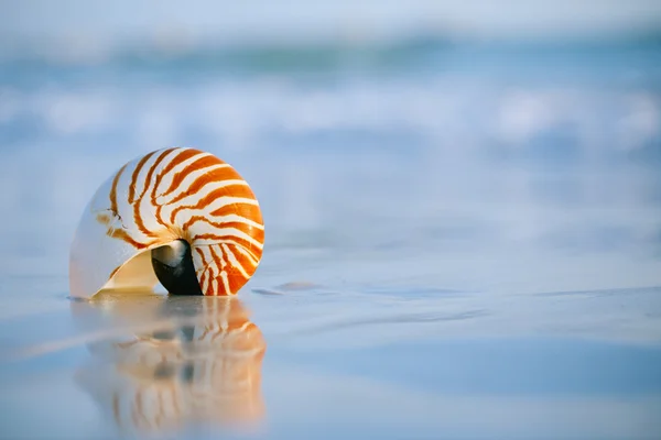 Nautilus shell on white Florida beach — Stock Photo © lvenks #58315747