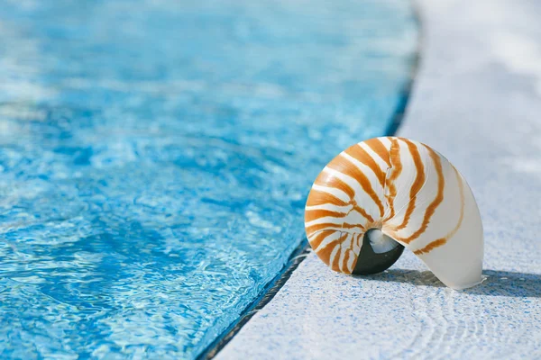 Nautilus shell at resort swimming pool edge Stock Photo by ©lvenks 54797391