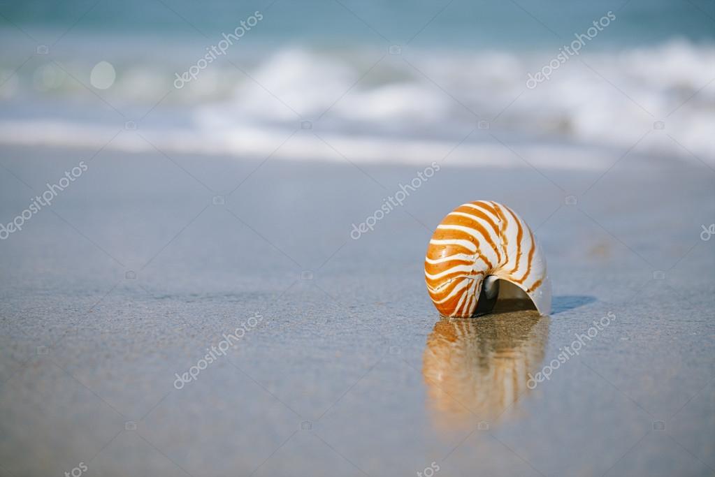 Nautilus shell on white Florida beach sand under the sun light — Stock ...