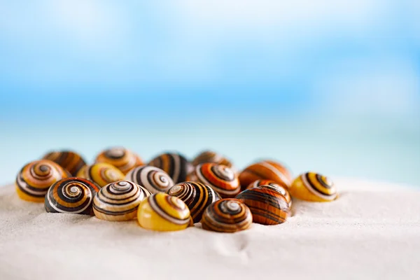 Nautilus pompilius Stock Photos, Royalty Free Nautilus pompilius Images ...