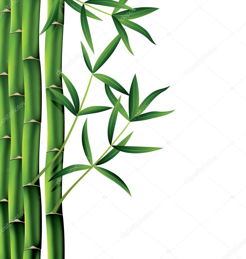 Vector bamboo branches — Stock Vector © dmstudio #31073869 Vector bamboo branches — Stock Vector © dmstudio #31073869