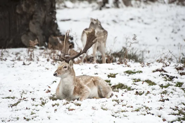 Beautiful image of Fallow Deer in snow Winter landscape in heavy Stock ...