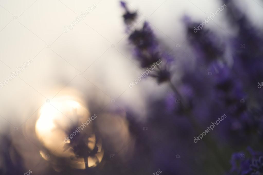 Resumen difuminación hermosa técnica de enfoque diferencial dando shal 2022