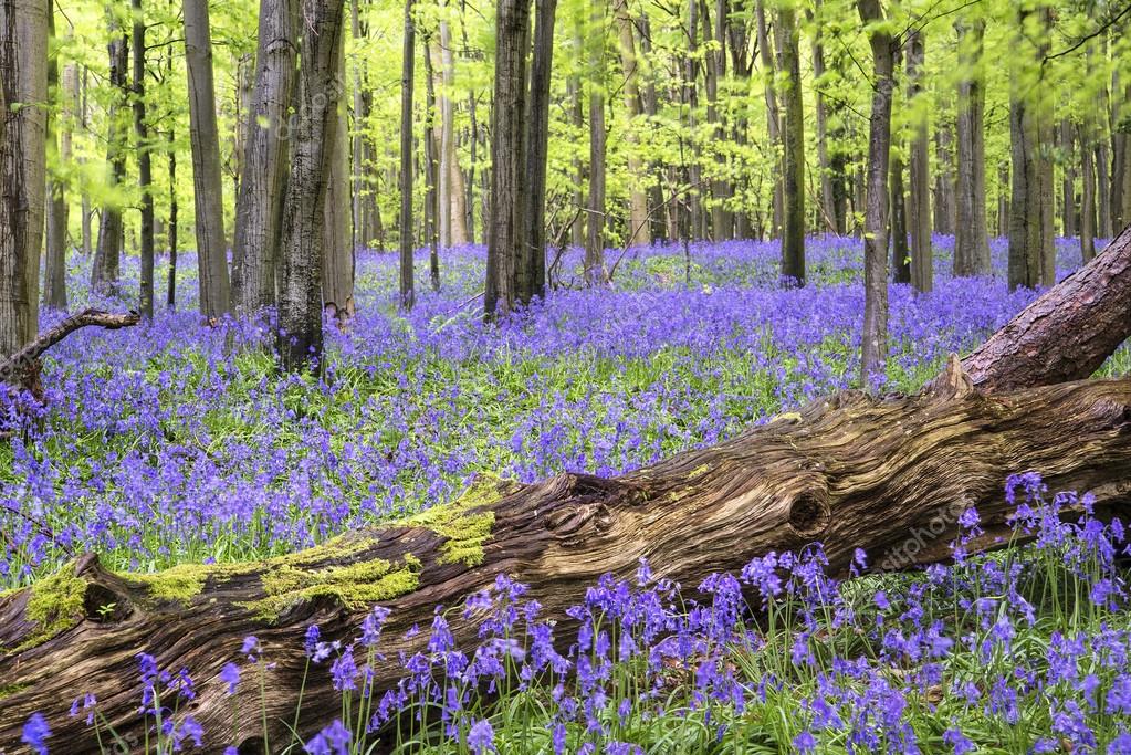 Campos Y Bosques De Primavera