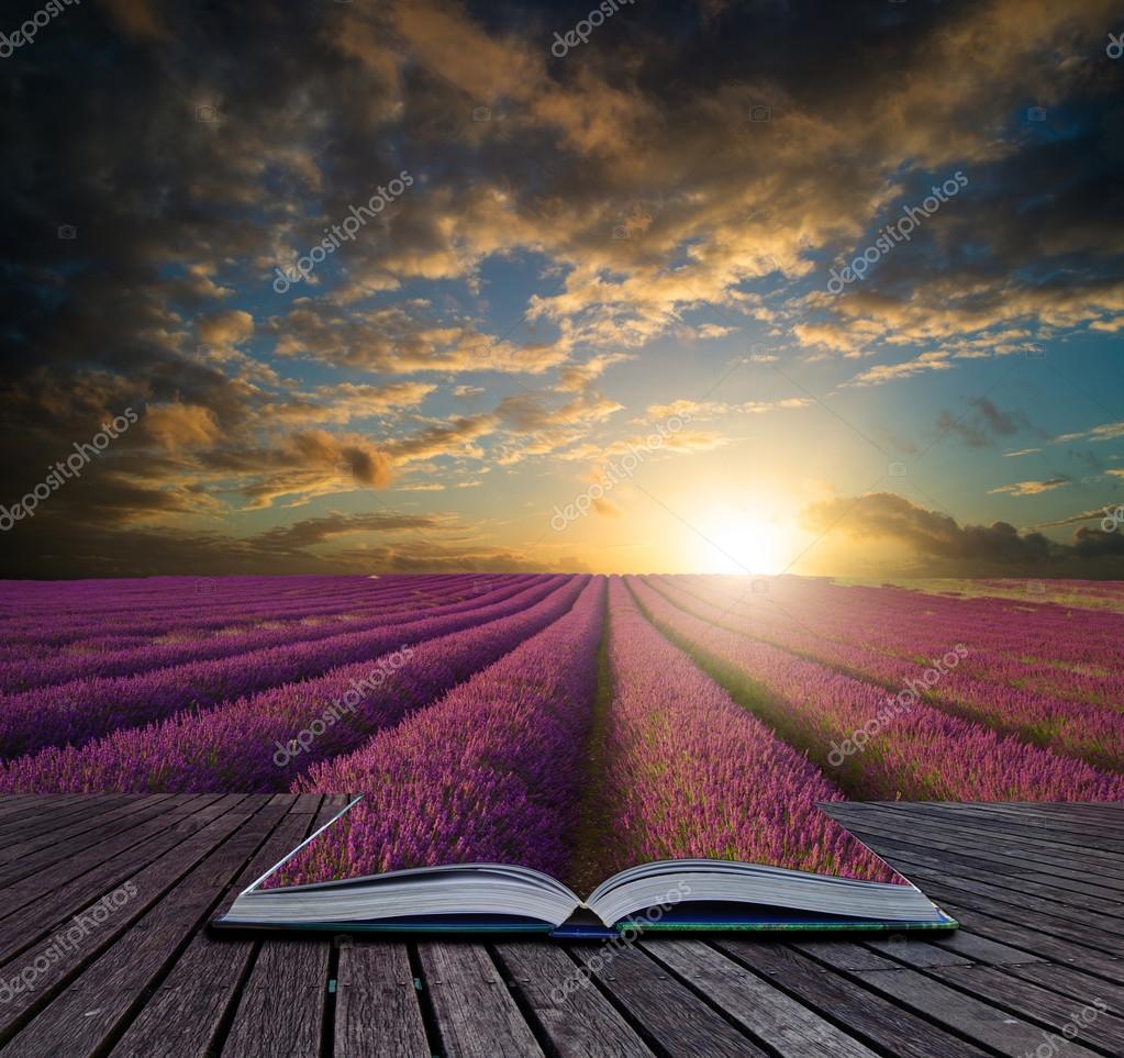 Book concept Vibrant Summer sunset over lavender field landscape Stock ...