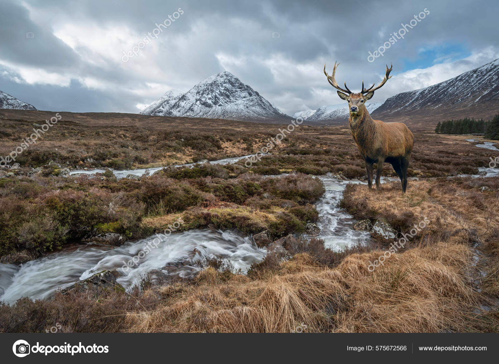 Composite Image Red Deer Stag Beautiful Winter Landscape Image River ...