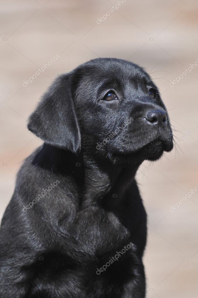 Filhote de labrador preto — Fotografias de Stock © grase #25412251