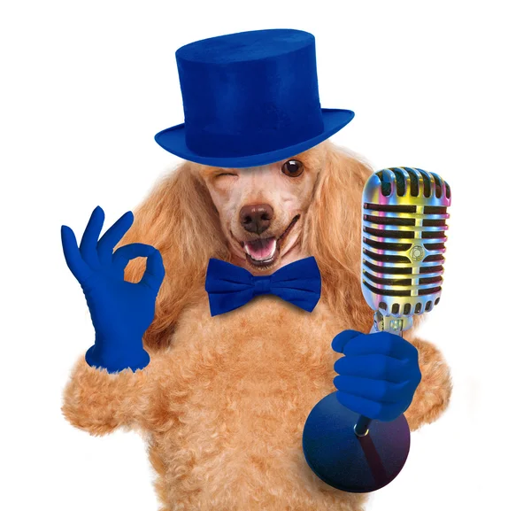 Micro puppy Stock Photos, Royalty Free Micro puppy Images | Depositphotos