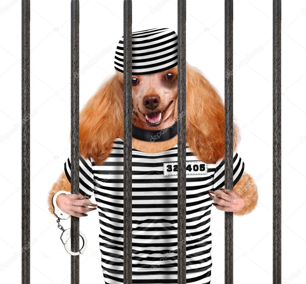 Perro en prisión . — Foto de stock © RasulovS #45422465