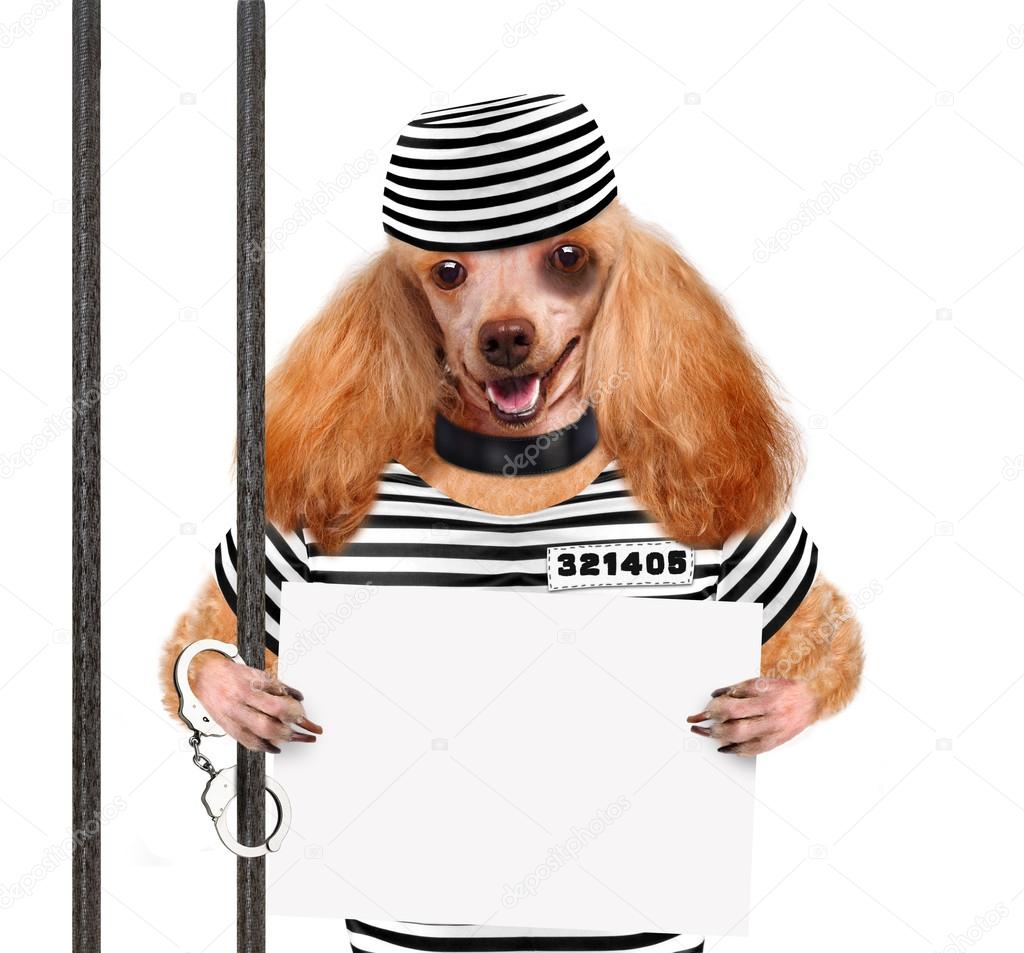 Dog in prison. — Stock Photo © RasulovS #45423877
