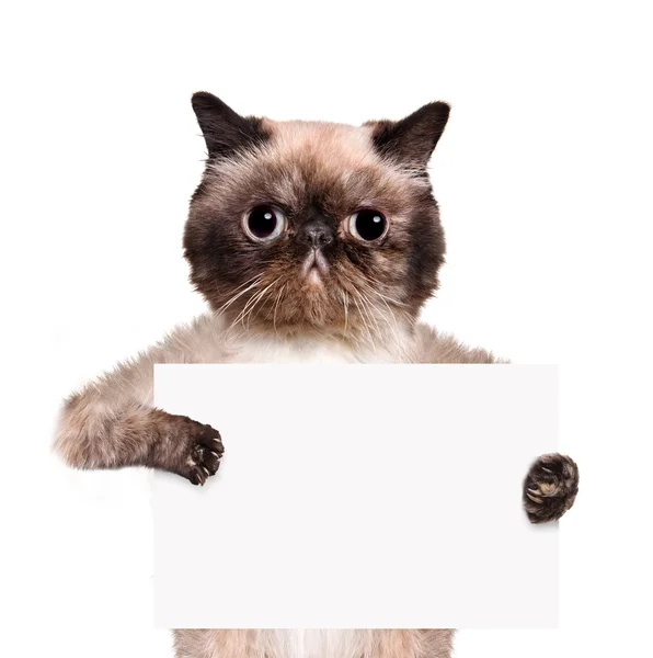 Cat of the white banner. Stock Photo by ©RasulovS 48331635