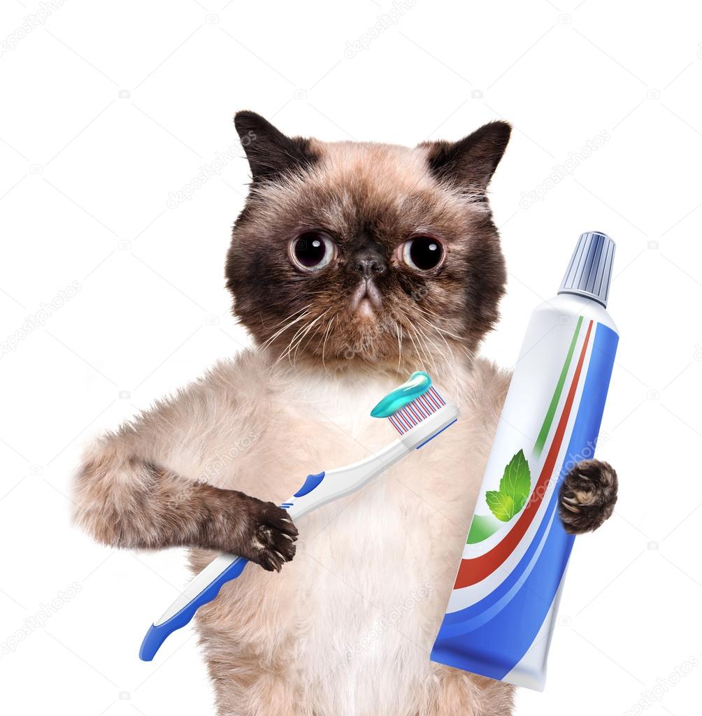 Brushing teeth cat. Stock Photo by ©RasulovS 45711789