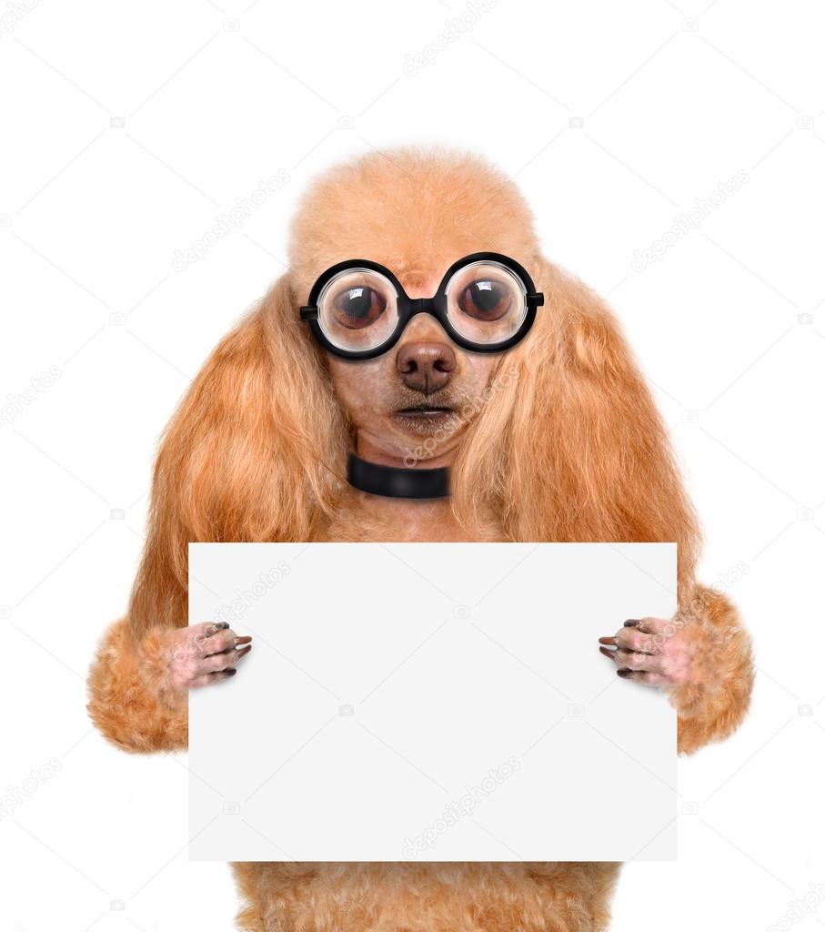 loco perro tonto con gafas divertidas detrás de pancarta en blanco 2022