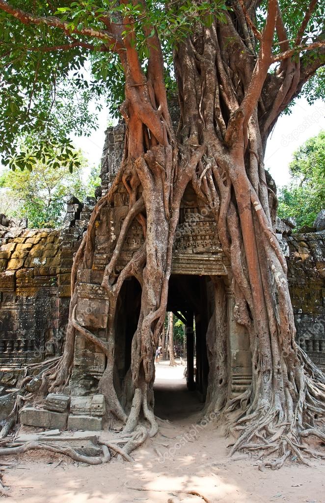 Giant tree growing over the ancient ruins Stock Photo by ©Preto_perola ...
