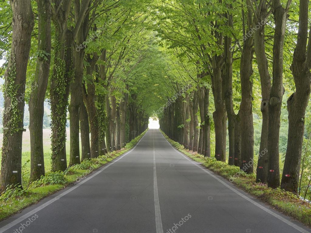 estrada arborizada — Fotografias de Stock © Sonar #33597051