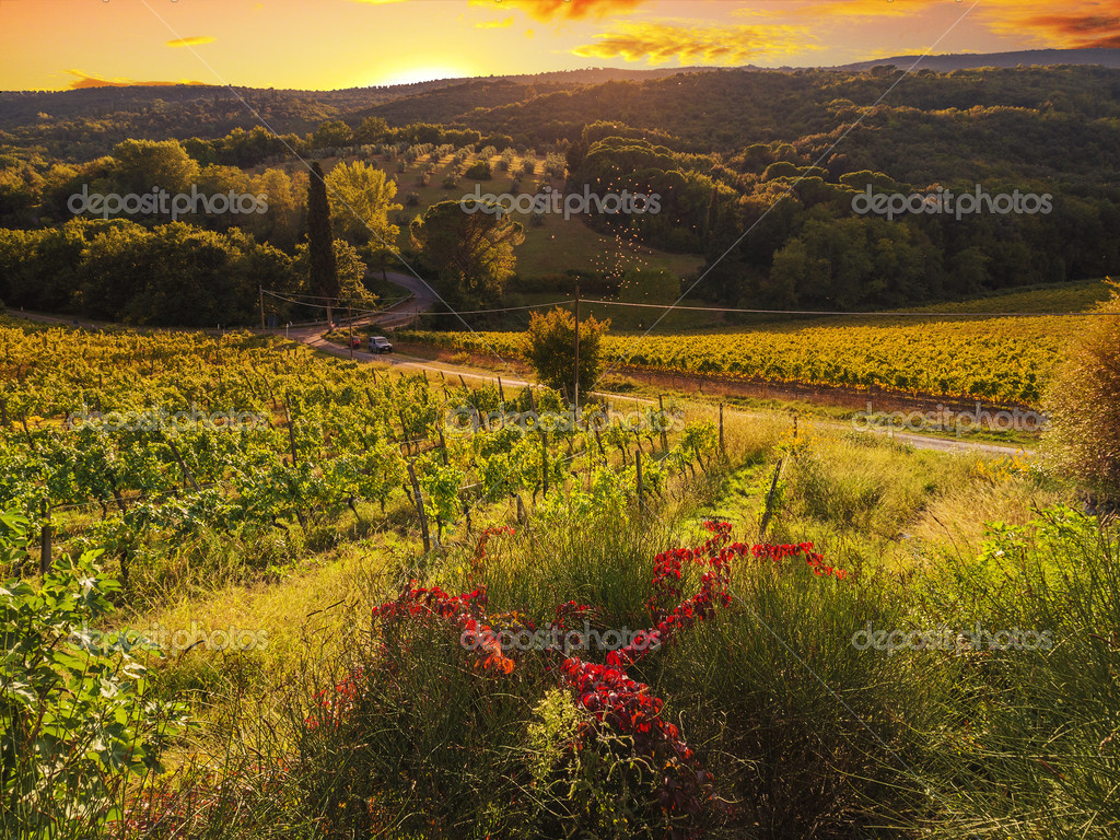Vineyards of Tuscany at sunset — Stock Photo © Sonar #34815459