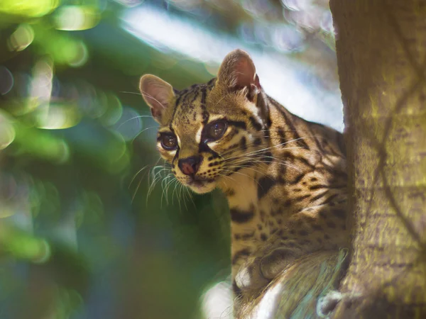 Margay Stock Photos, Royalty Free Margay Images | Depositphotos