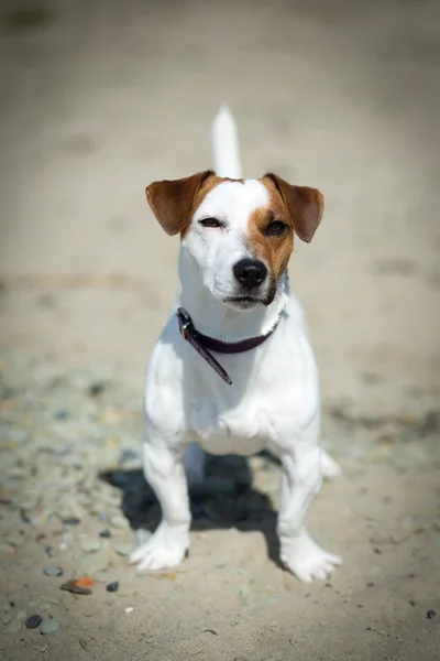 Pastor jack russell Stock Photos, Royalty Free Pastor jack russell ...