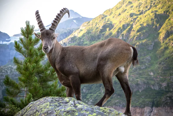 Koziorożec alpejski — Zdjęcie stockowe © marclschauer #8612703