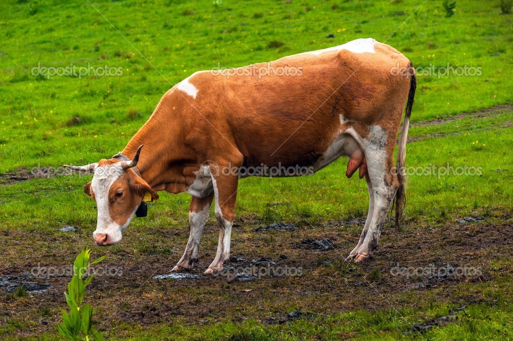 Some cows at the mountains — Stock Photo © svedoliver #21306151