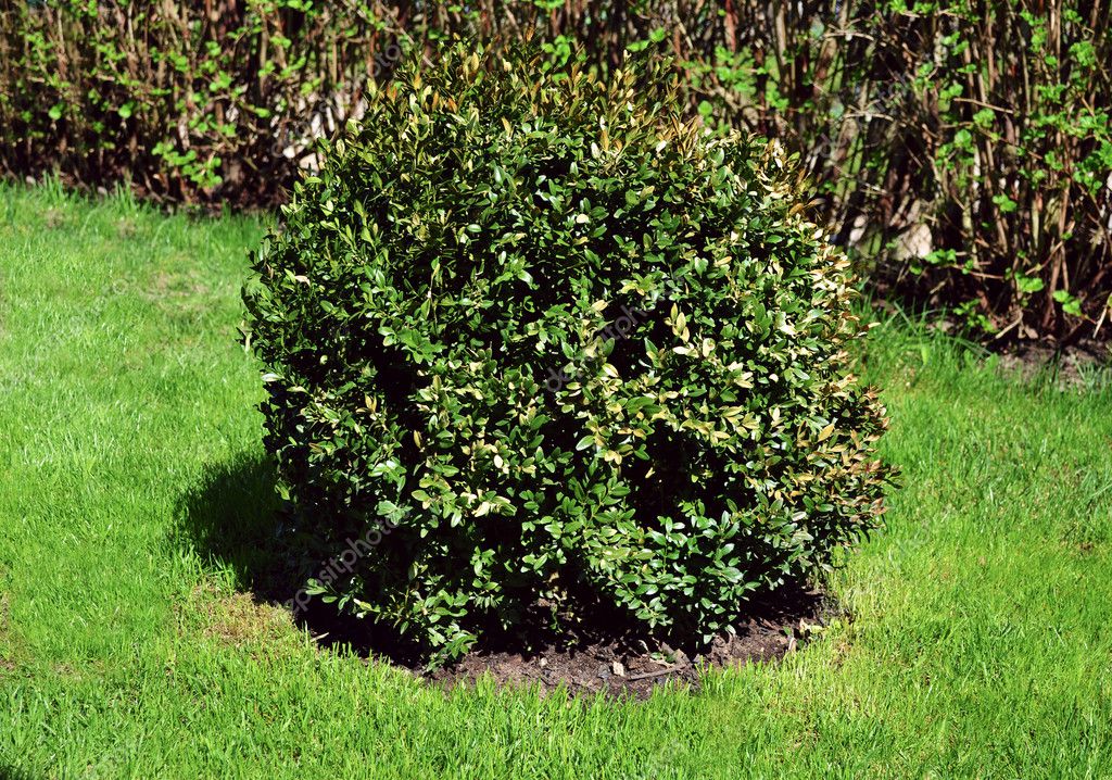 Green Bush on Grass Background — Stock Photo © Yganko #42206975