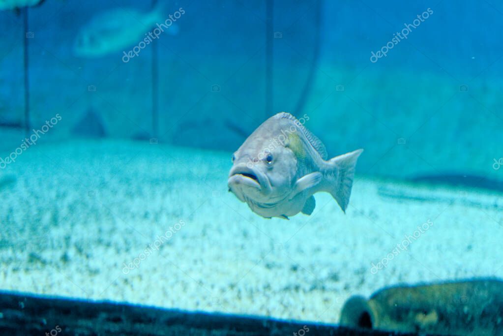 mero de dientes largos - Epinephelus bruneus - especie de pez marino de ...