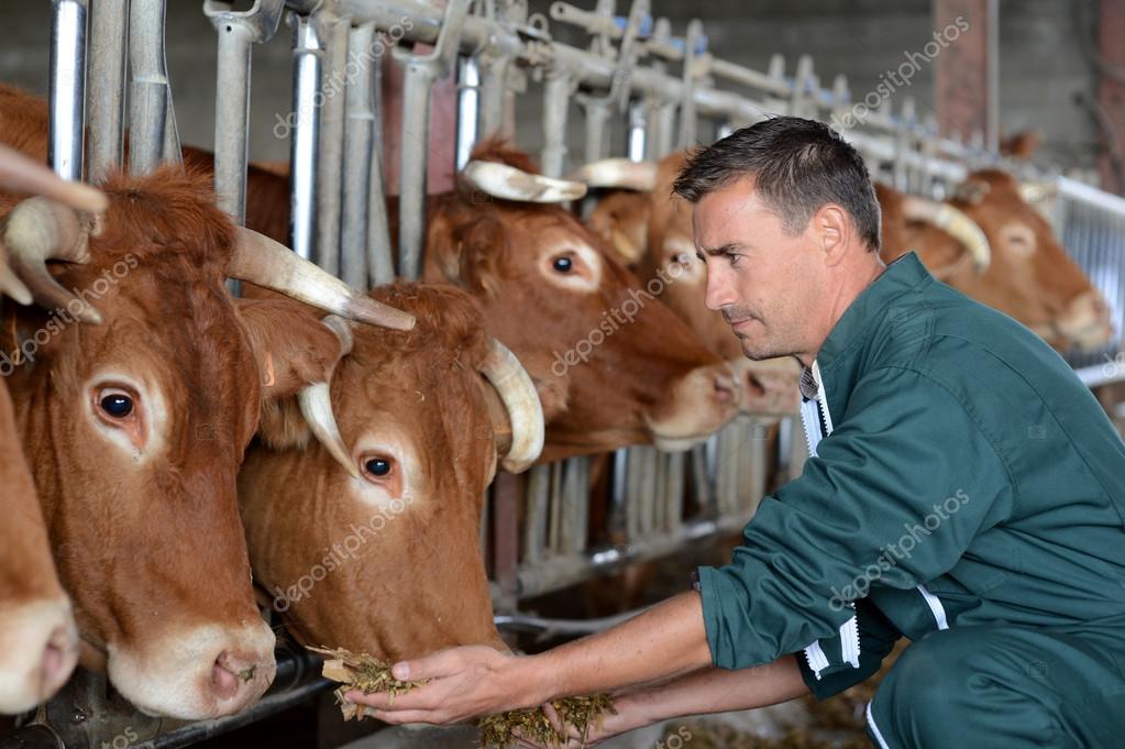 Closeup on cows being fed by cattleman — Stock Photo © Goodluz #13965574
