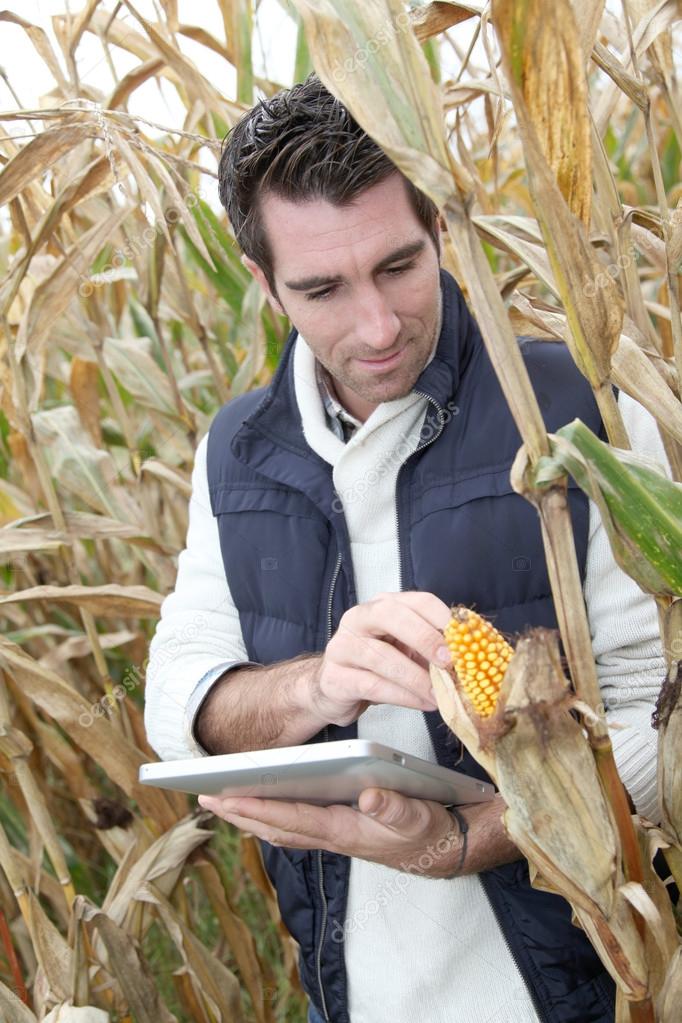 Agronomist analysing cereals with electronic tablet Stock Photo by ...