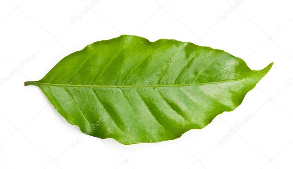 Coffee leaf. Stock Photo by ©tropper2000 19811837