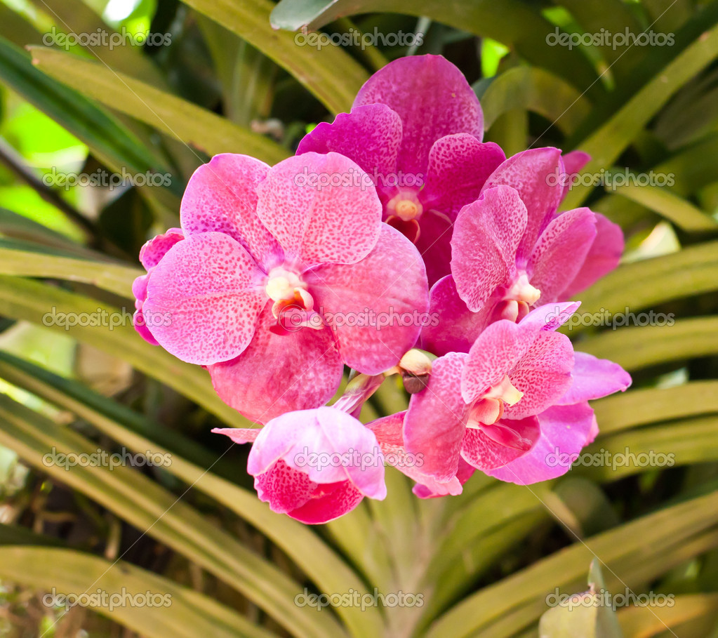 Beautiful orchid flower. — Stock Photo © tropper2000 #19844143