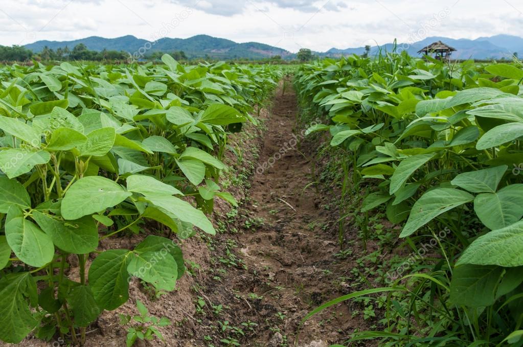 Soy beans plants Stock Photo by ©tropper2000 27412285