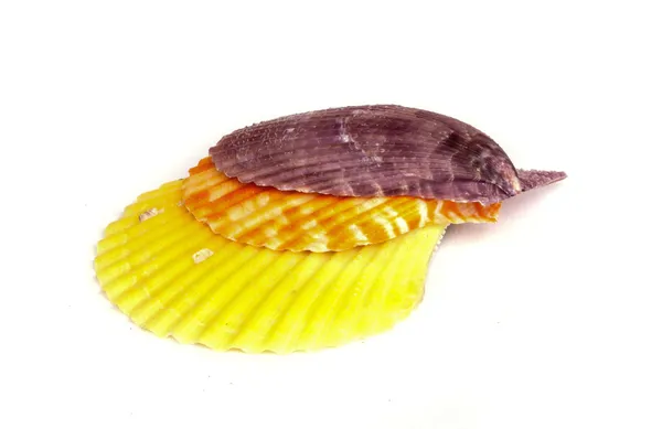 Chata shell Stock Photos, Royalty Free Chata shell Images | Depositphotos