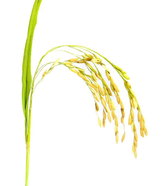 Paddy rice seed. Stock Photo by ©tropper2000 35423051